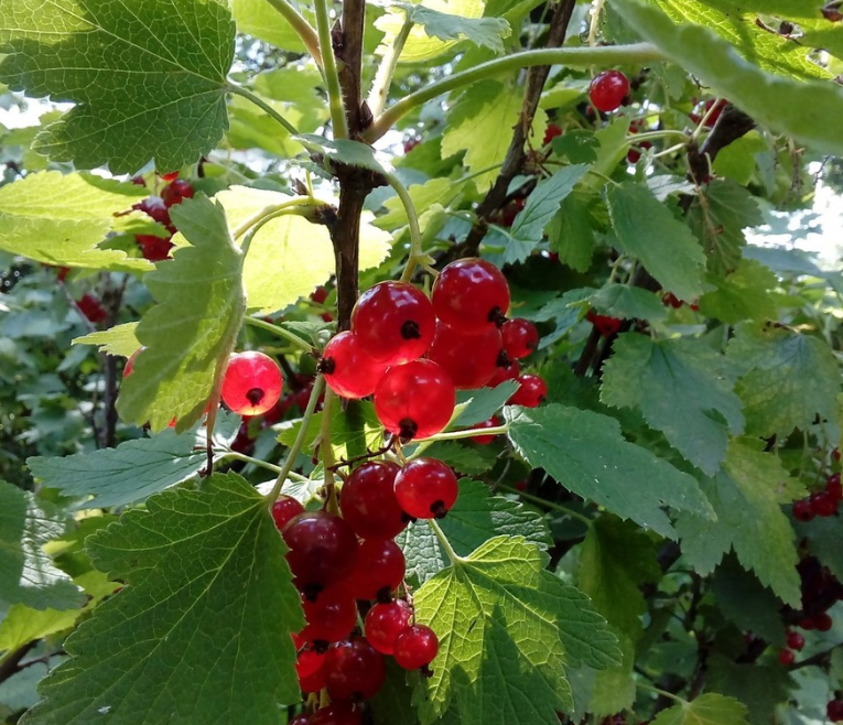 Red Currant - Red Lake (Ribes rubrum 'Red Lake') – Oak Summit Nursery