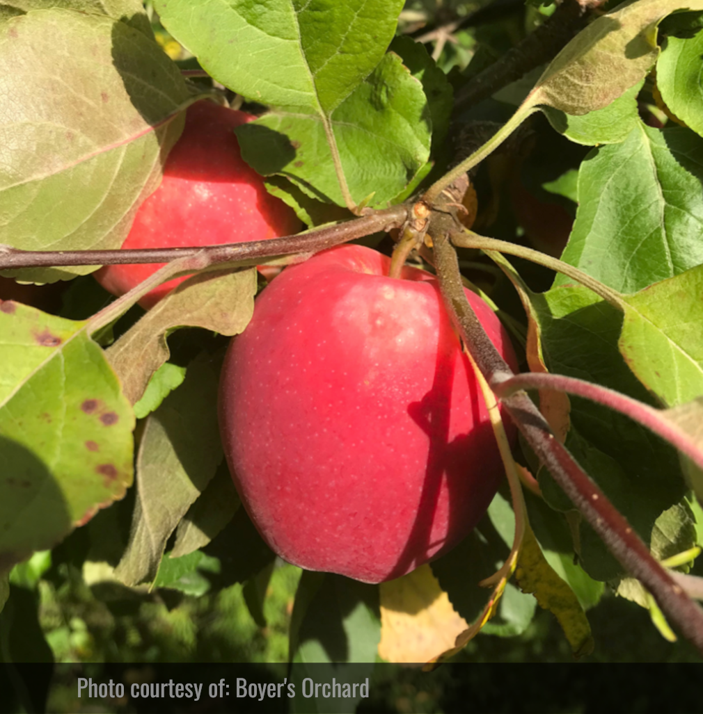 Sunrise Apple Tree – Oak Summit Nursery