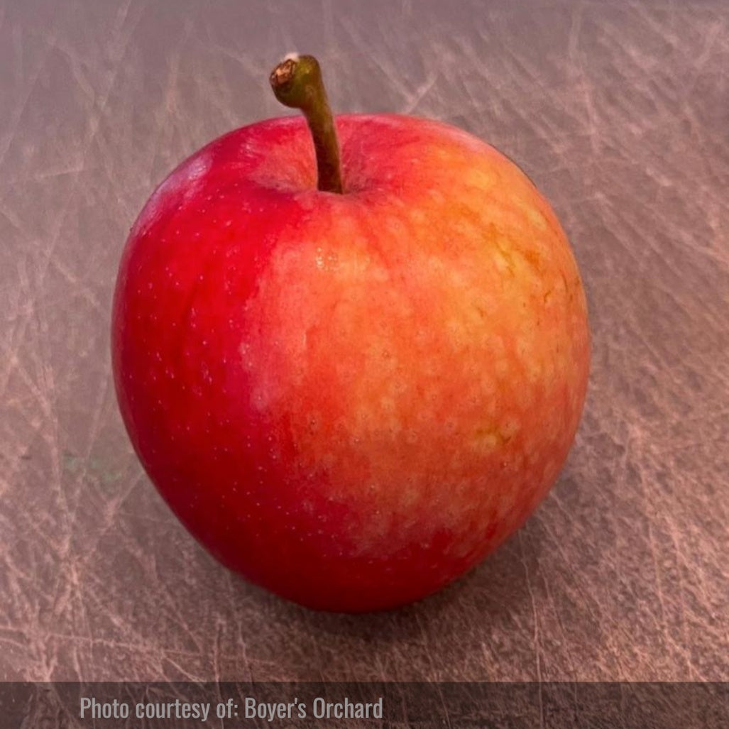 Sunrise Apple Tree – Oak Summit Nursery