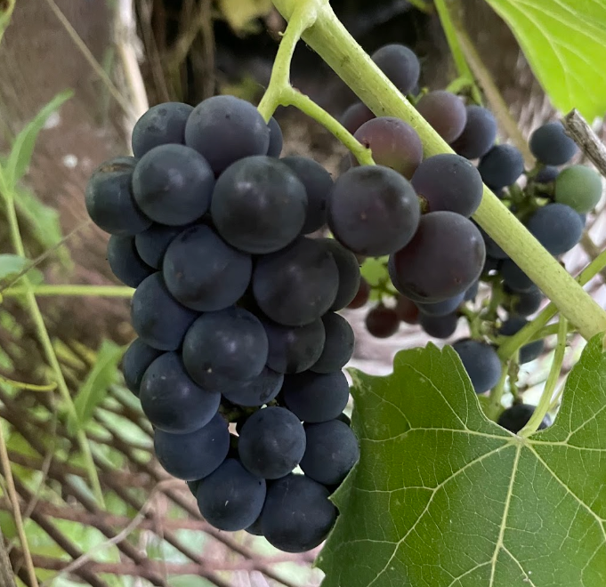 Valiant Grape Seeds (Vitis riparia x Fredonia) - Cold Hardy Table Grap ...
