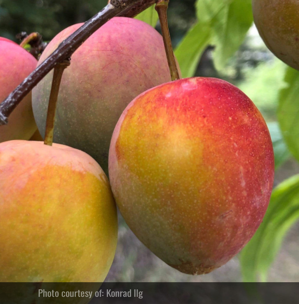 Waneta Plum Tree – Oak Summit Nursery