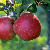 Apple Trees – Oak Summit Nursery