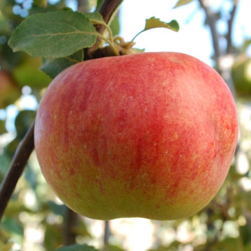 Apple Trees – Oak Summit Nursery