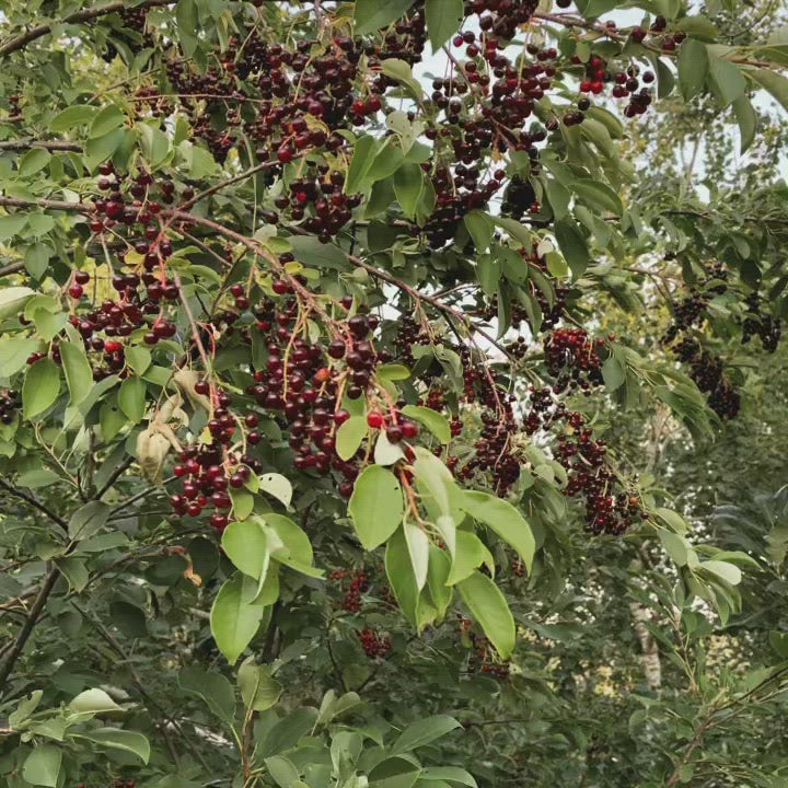 Chokecherry Seeds (Prunus virginiana var. melanocarpa) Black-Fruited V ...