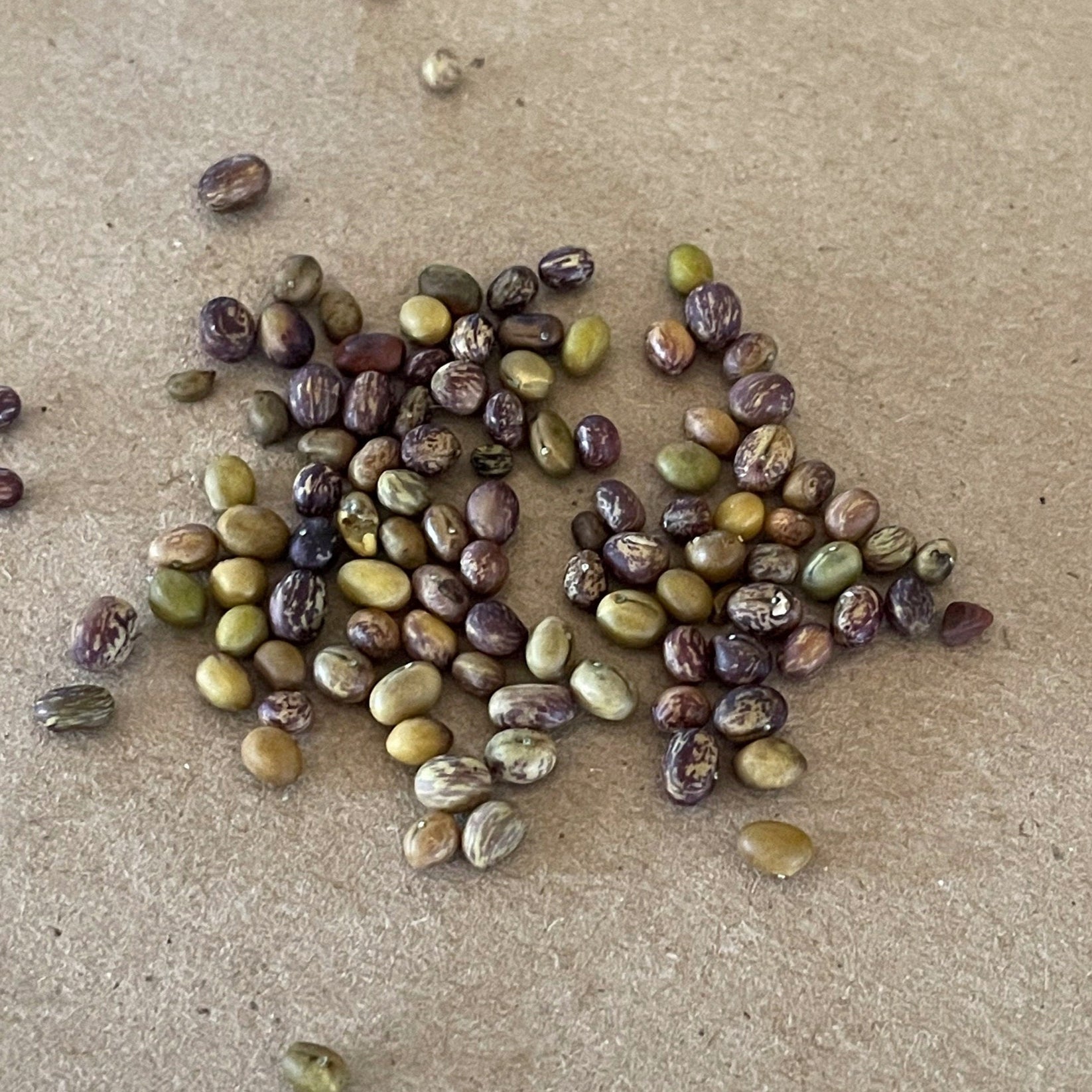 Caragana Seeds (Caragana arborescens, Siberian Peashrub) - 75+ Seeds ...