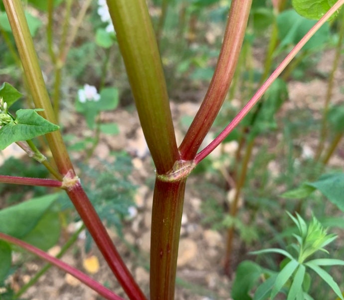 Graines de sarrasin (Fagopyrum esculentum, sarrasin commun) – Annuelle ...