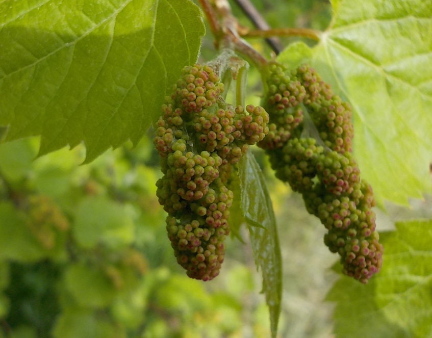 Riverbank Grape (Vitis riparia) Perennial - Native Grape - Zone 3 - 30 – Oak Summit Nursery
