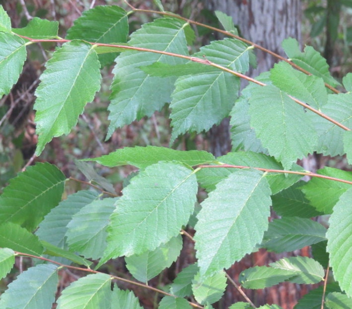 Graines d'orme d'Amérique (Ulmus americana) - Graines d'arbres - Zone ...