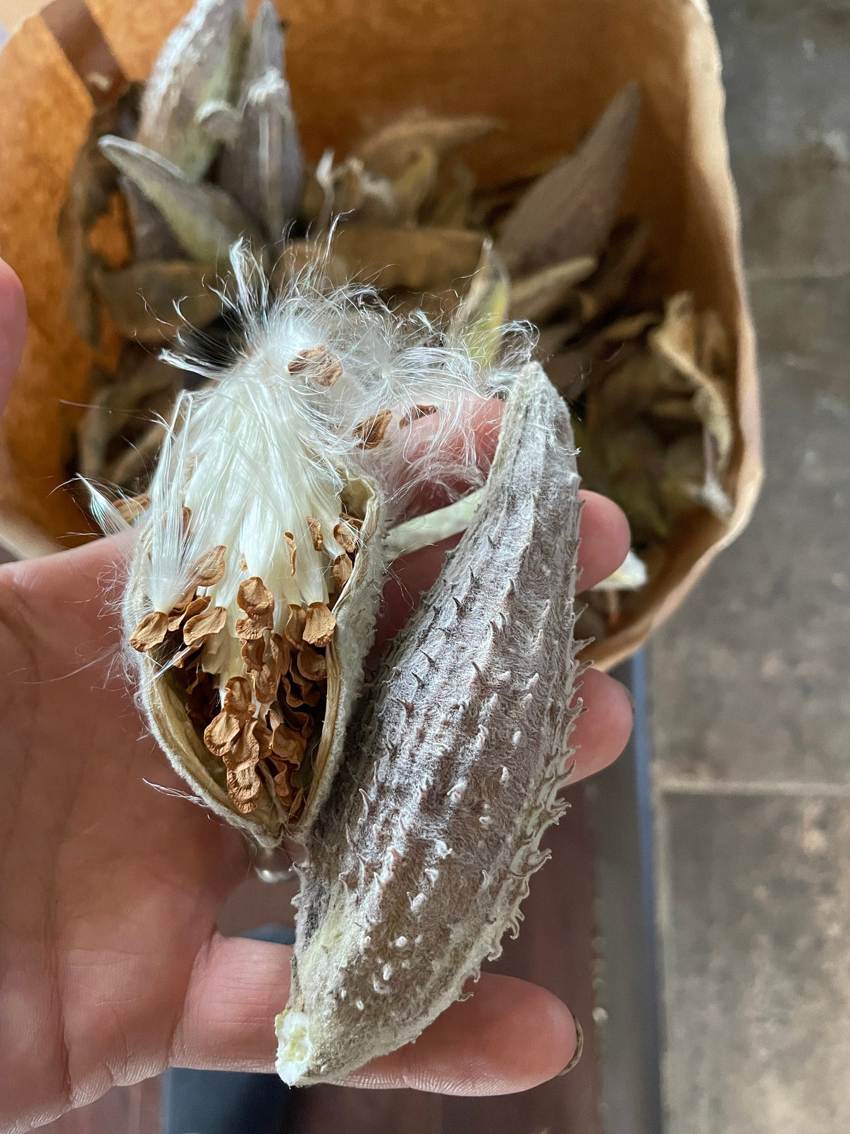 Common Milkweed - Native Perennial - Support Monarch Butterflies - 100 – Oak Summit Nursery