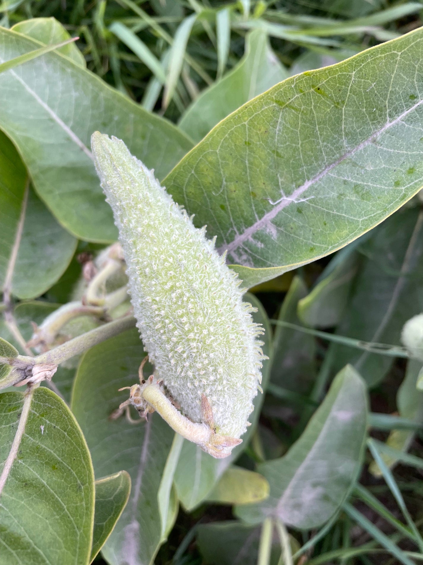 Common Milkweed - Native Perennial - Support Monarch Butterflies - 100 – Oak Summit Nursery