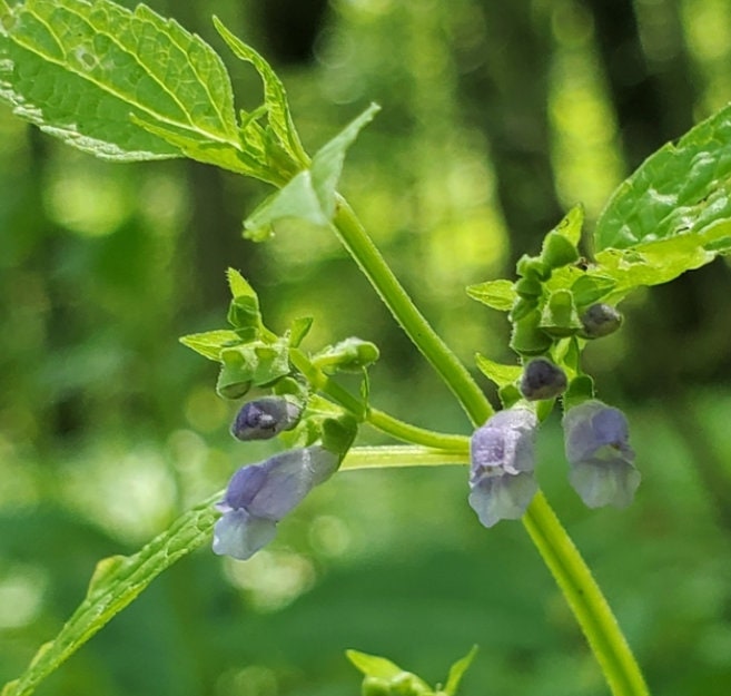 American Skullcap Seeds, Blue Skullcap Seeds - (Scutellaria lateriflor ...