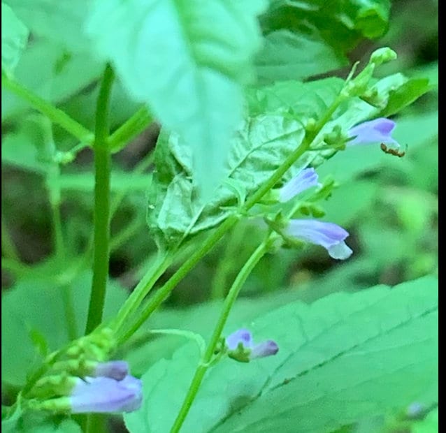 American Skullcap Seeds, Blue Skullcap Seeds - (Scutellaria lateriflor ...