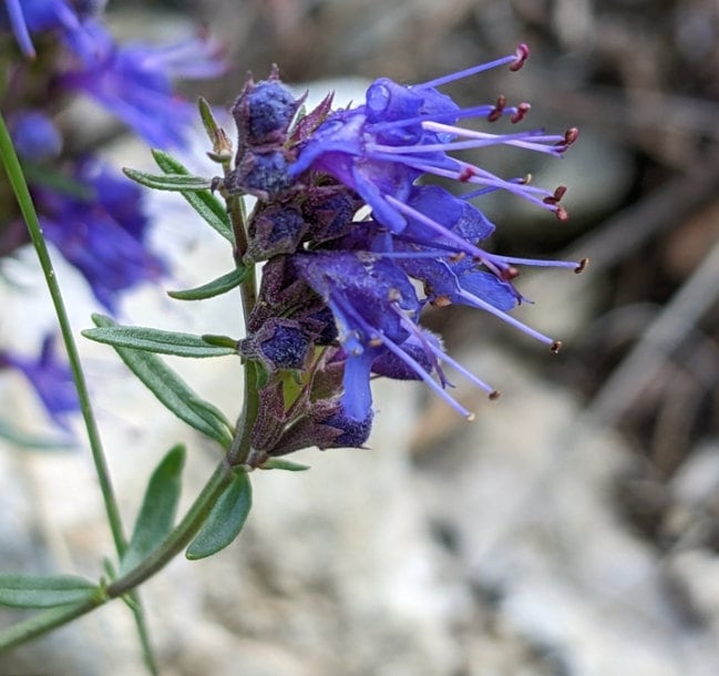 Hyssop Seeds (Hyssopus officinalis) - Perennial Herb - 200+ Seeds – Oak ...