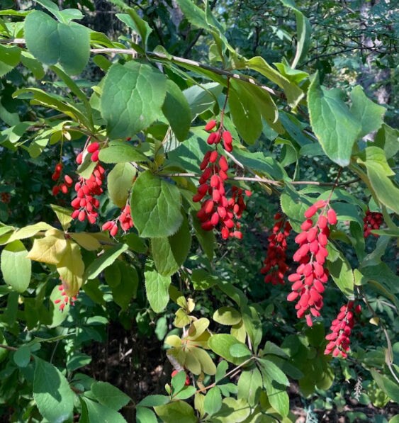 Barberry Seeds (Berberis vulgaris) - Perennial - Zone 3/4 - 20+ Seeds ...