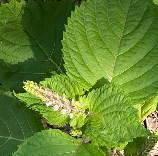 Korean Perilla, Beefsteak Plant (Perilla frutescens) - Annual Herb - 5 ...