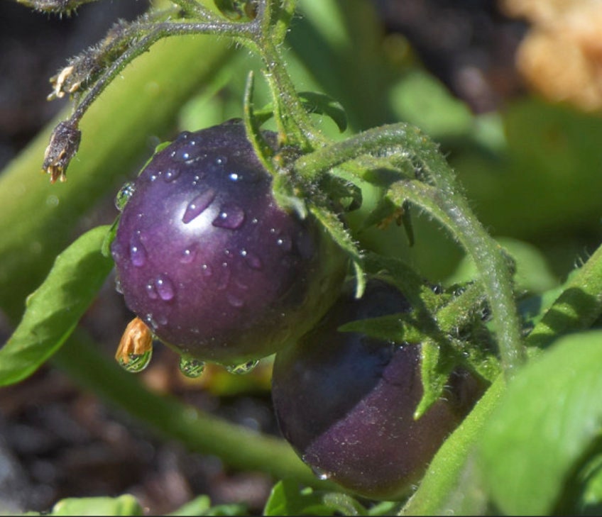 Blueberry - Tomato Seeds - Heirloom Tomato - 25+ Seeds – Oak Summit Nursery