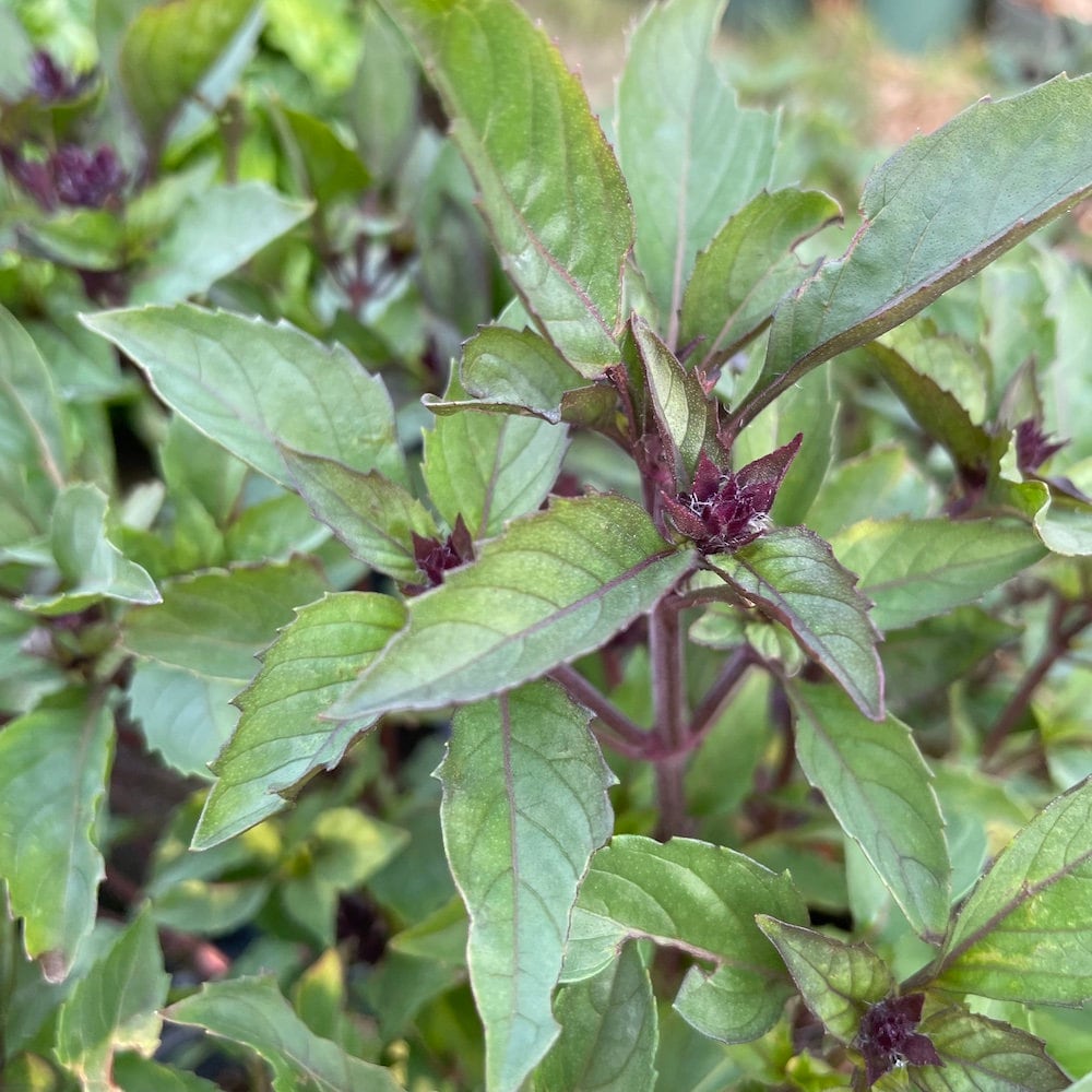 Persian Basil Seeds (Ocimum basilicum 'Persian') - 100+ Seeds – Oak ...