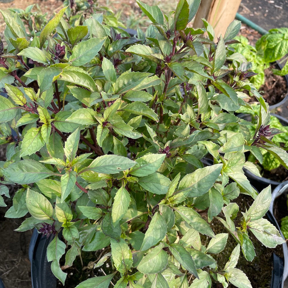 Persian Basil Seeds (Ocimum basilicum 'Persian') - 100+ Seeds – Oak ...