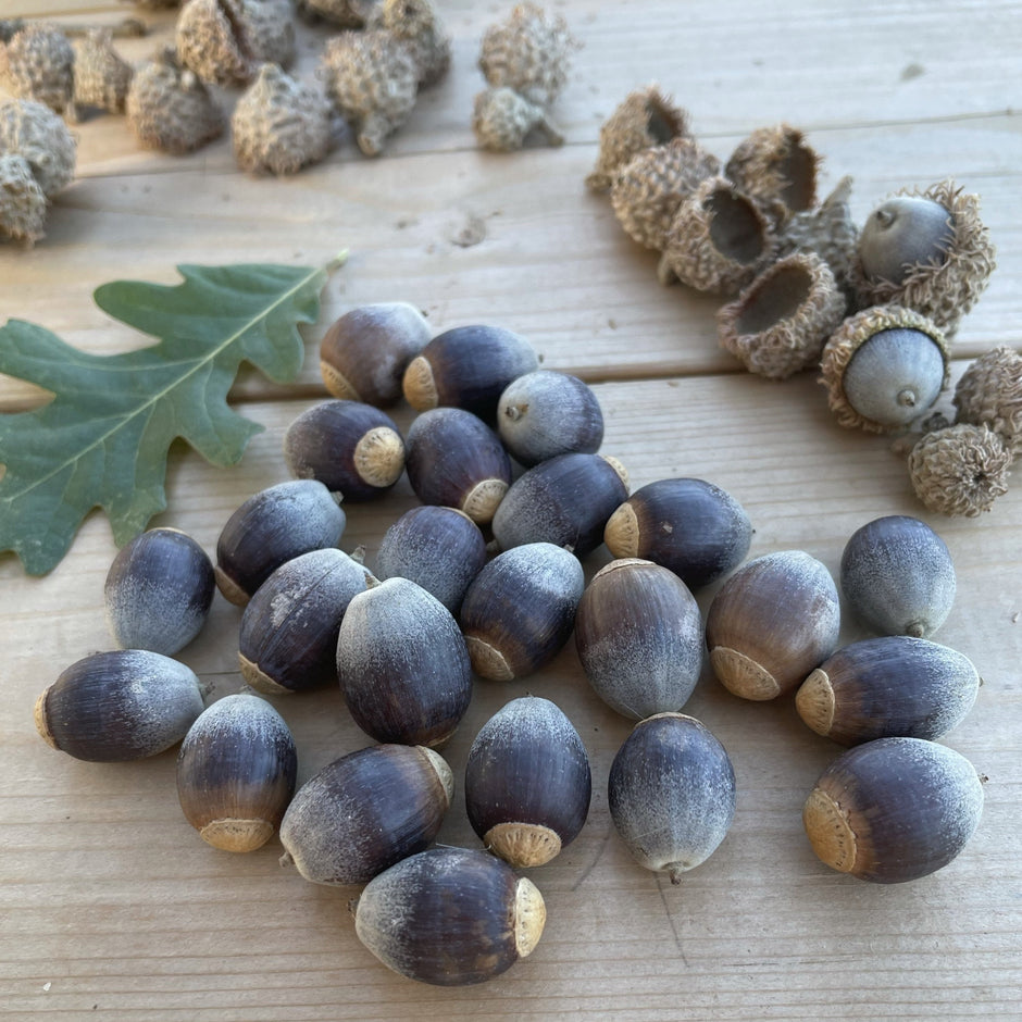 Tree Seeds for Sale in Canada - Order Tree Seeds - Oak Summit Nursery