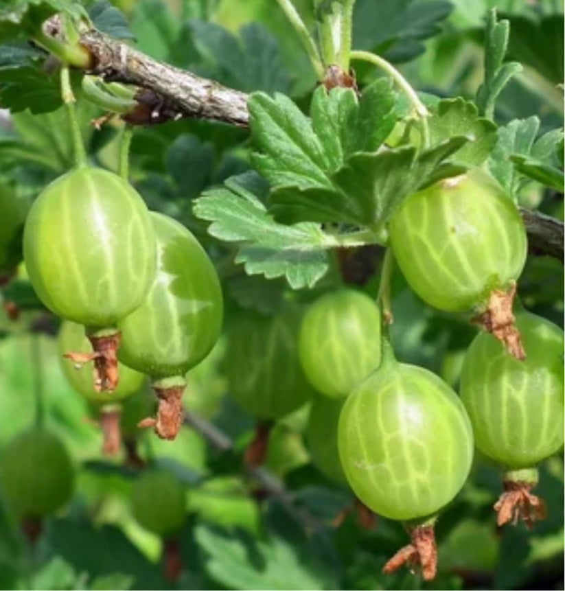 Gooseberry - Easy Pickings (Ribes uva-crispa 'Easy Pickings') – Oak Summit Nursery